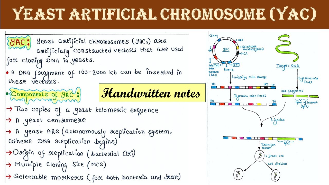 Yeast artificial chromosome | YAC | Artificial chromosome vector ...
