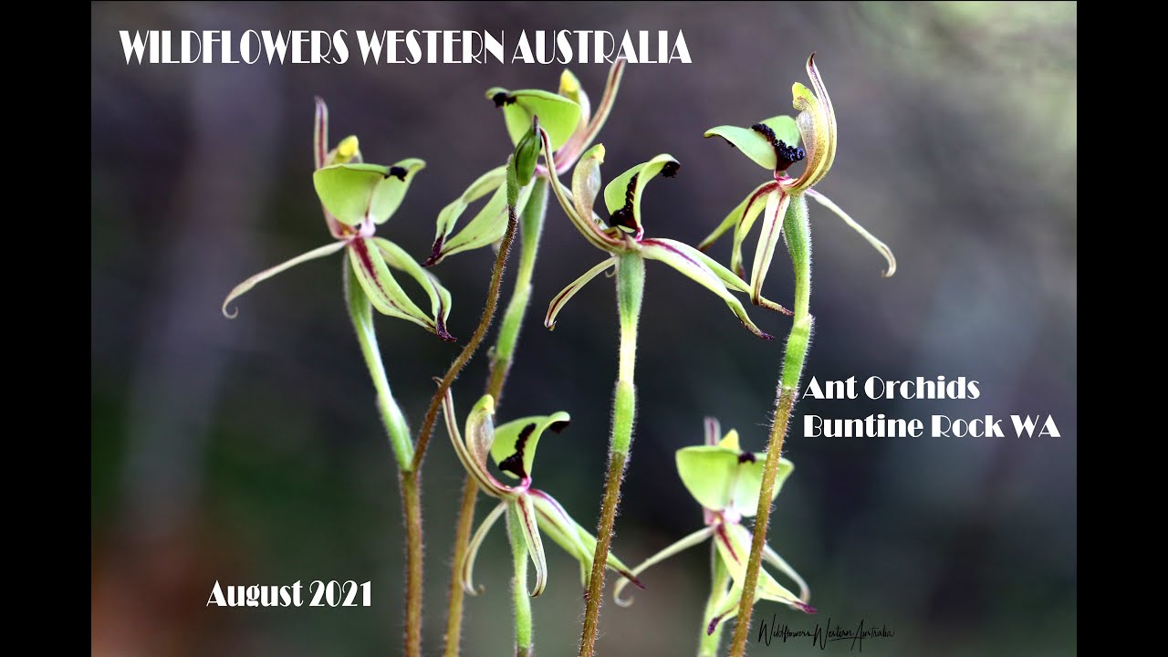 Where to find Ant Orchids- Buntine Rocks WA Joanne Sharpe Wildflowers ...
