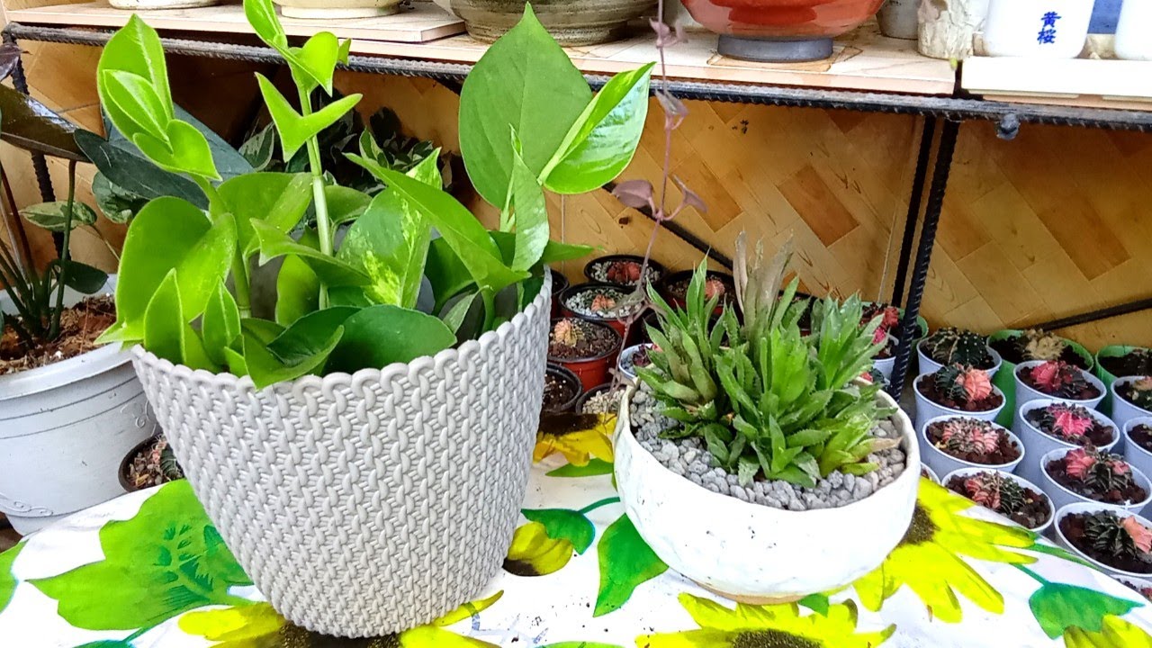 #438 Repotting Haworthia Plant in a White Ceramic Pot.. Succulent Davao ...