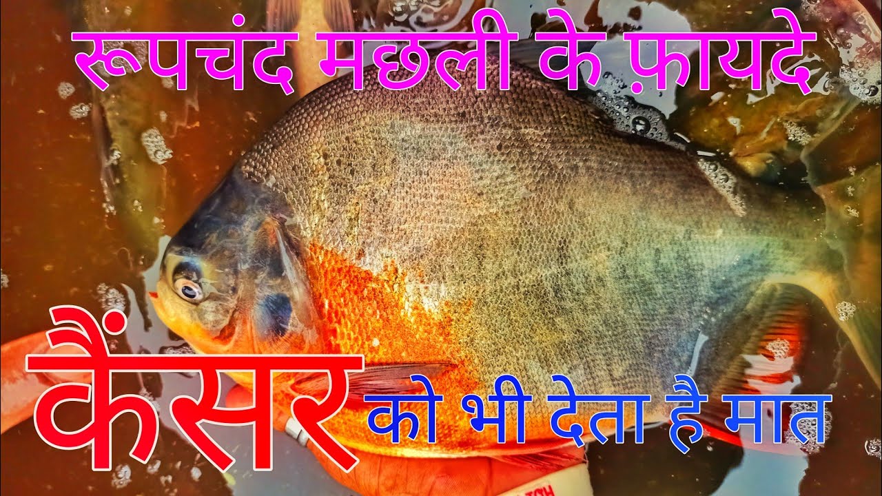 रूपचंद मछली खाने के फायदे ||Roopchand Fish Benefits For Human ||Red ...