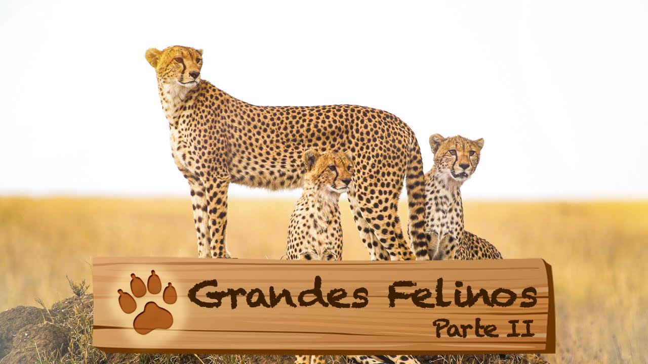 GRANDES FELINOS - ANIMAL ENCOUNTERS (SUB ESPAÑOL) Parte 2 - YouTube