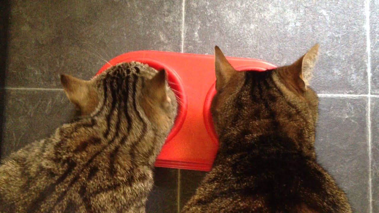 Three Cool Cats Trailer - YouTube