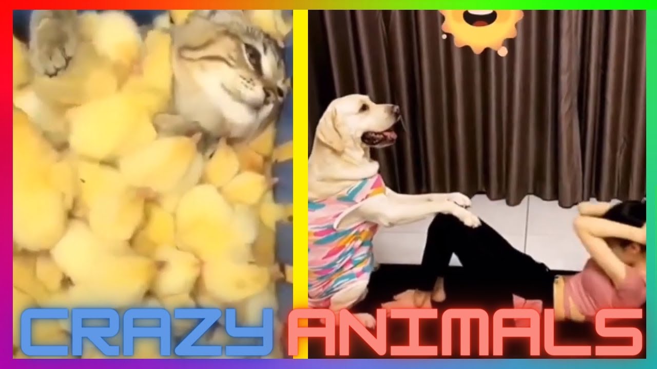 😻 Crazy And Funny Animals 🐶 | Funny And Crazy Animals Compilation - YouTube