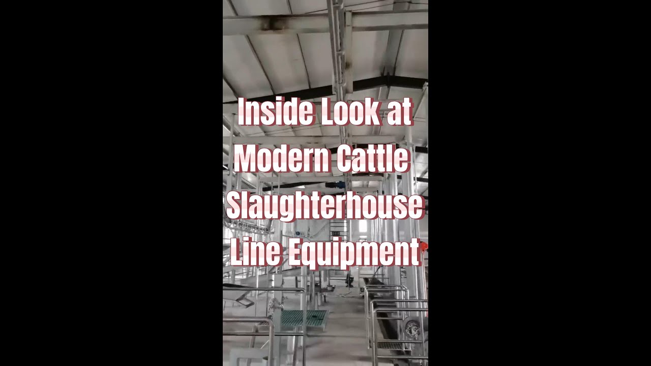 Beef Production Plant Modern Cattle Abattoir Slaughter Line Cow Meat ...