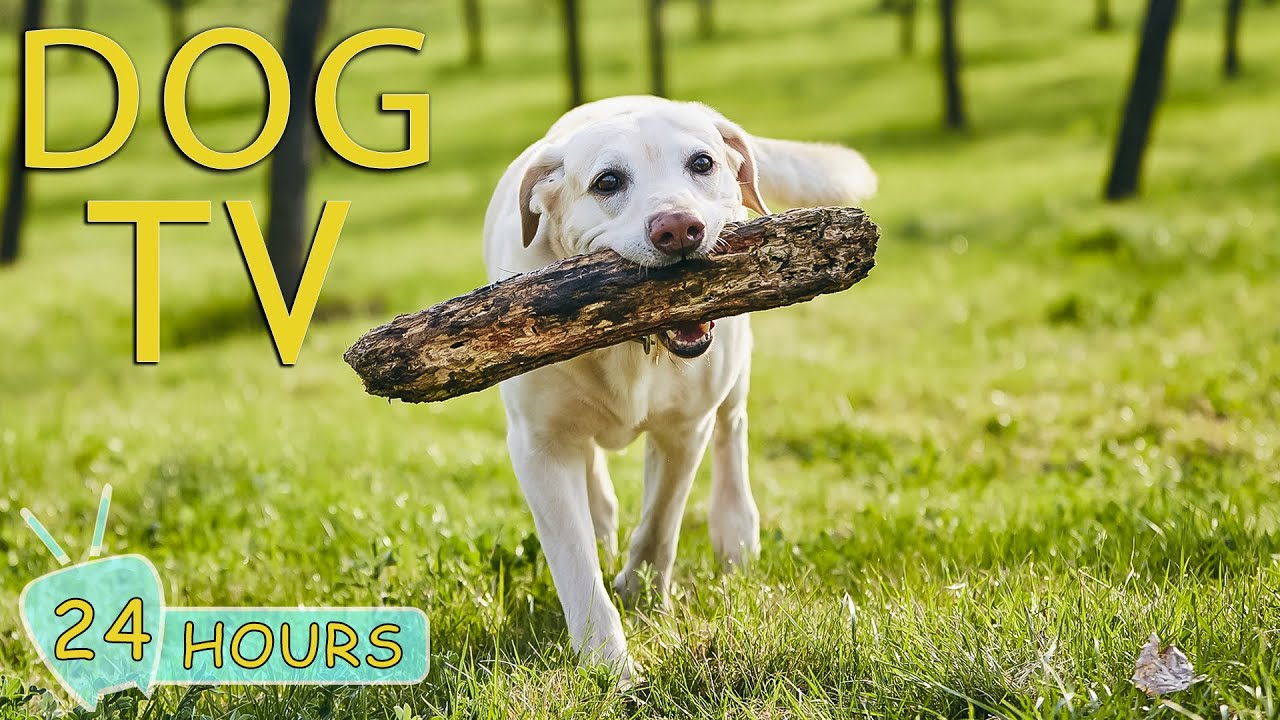 DOG TV: Video Fun Entertainment for Bored Dogs - Soothe Your Dogs With ...