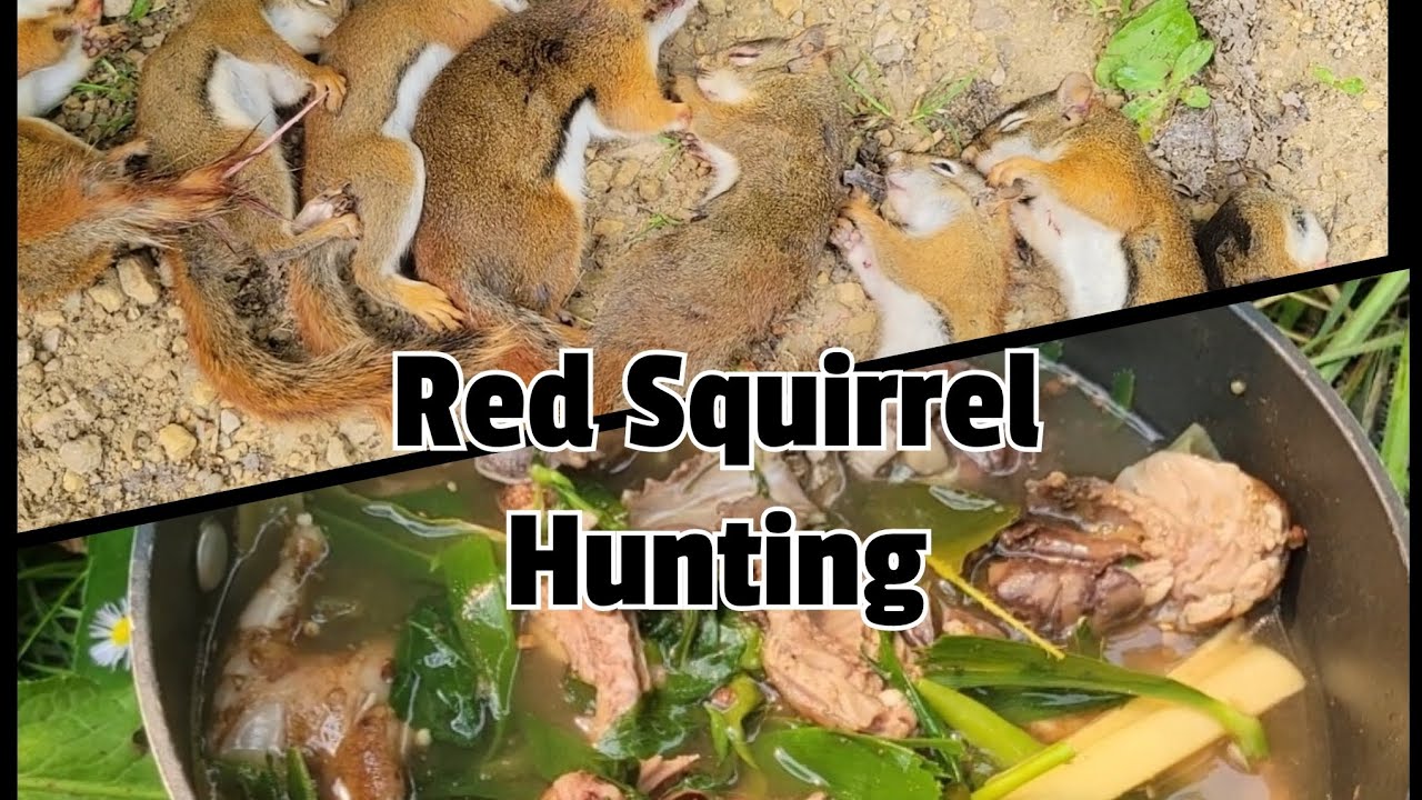 Red Squirrel Hunting - Cook & Clean Outdoor - YouTube