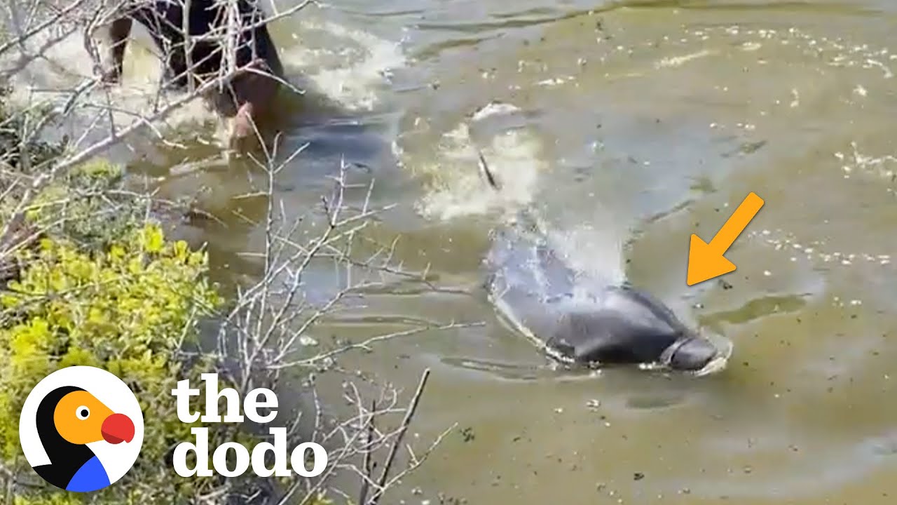 Men Jump Into River To Save A Dolphin's Life | The Dodo - YouTube