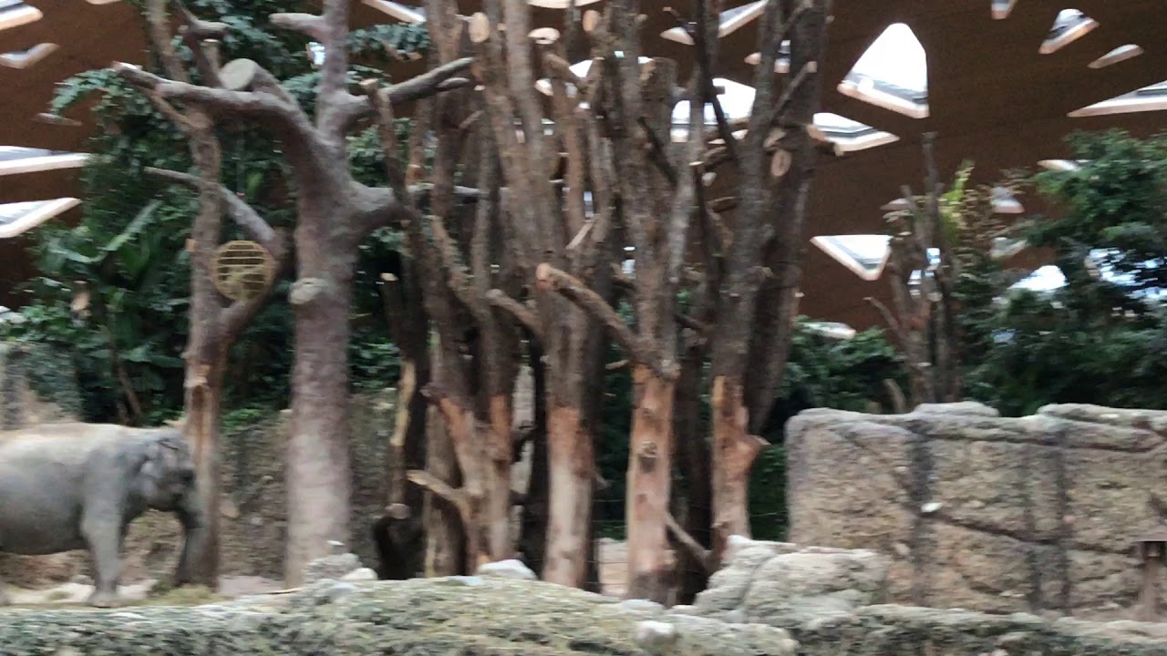 Elephant Dome - YouTube