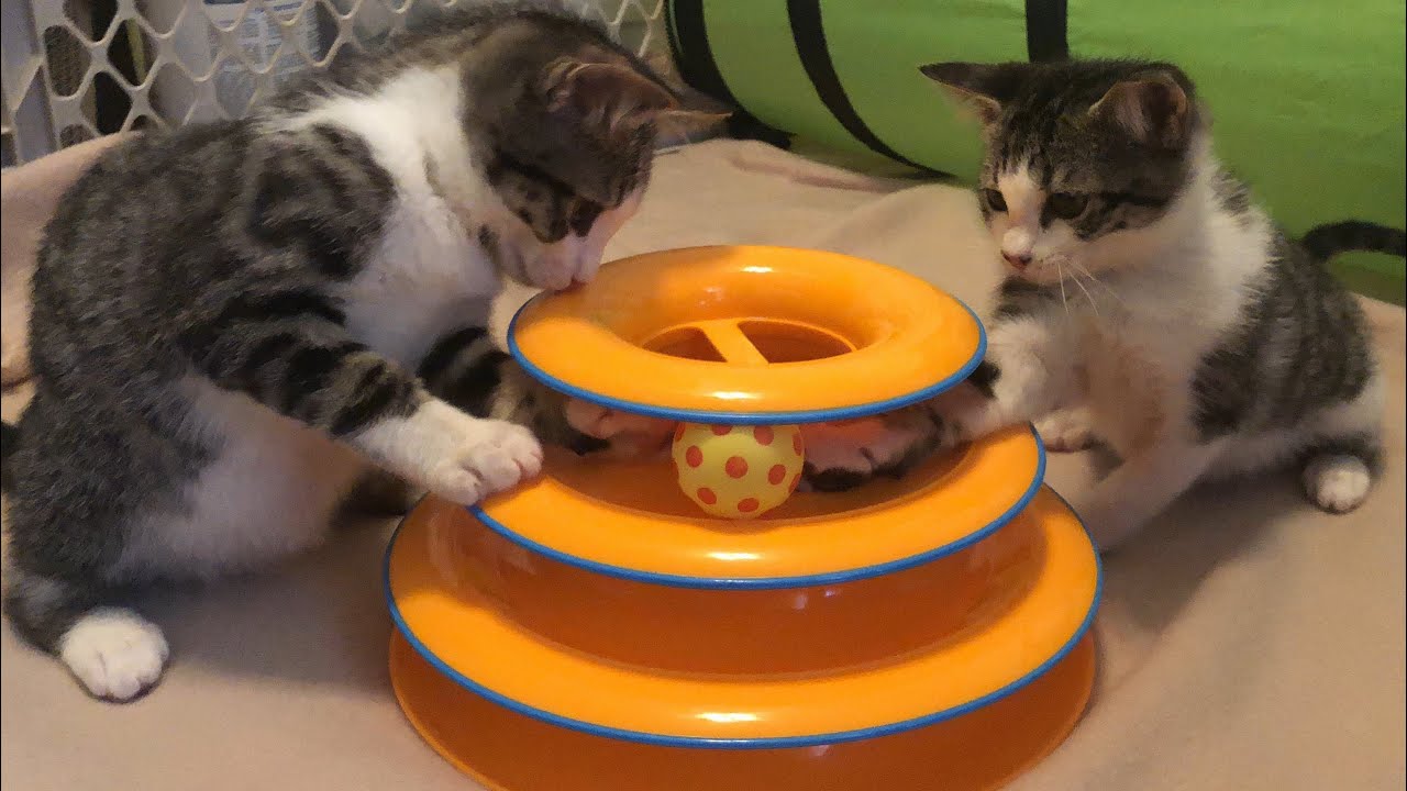 Kittens Go Round and Round 😂 - YouTube