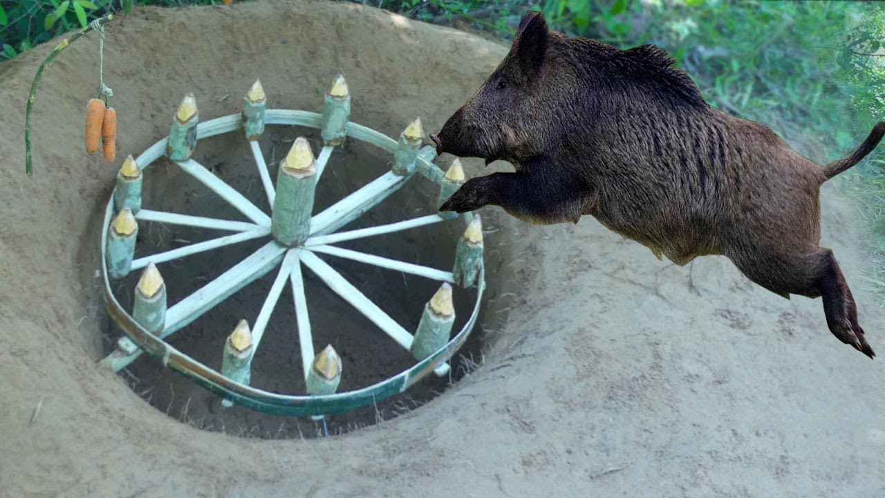 Build Underground Wild boar Trap Using Small Wood Tools Fall in to Deep ...