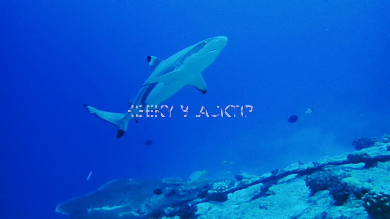 Sharks of the Cocos (K) Islands - YouTube