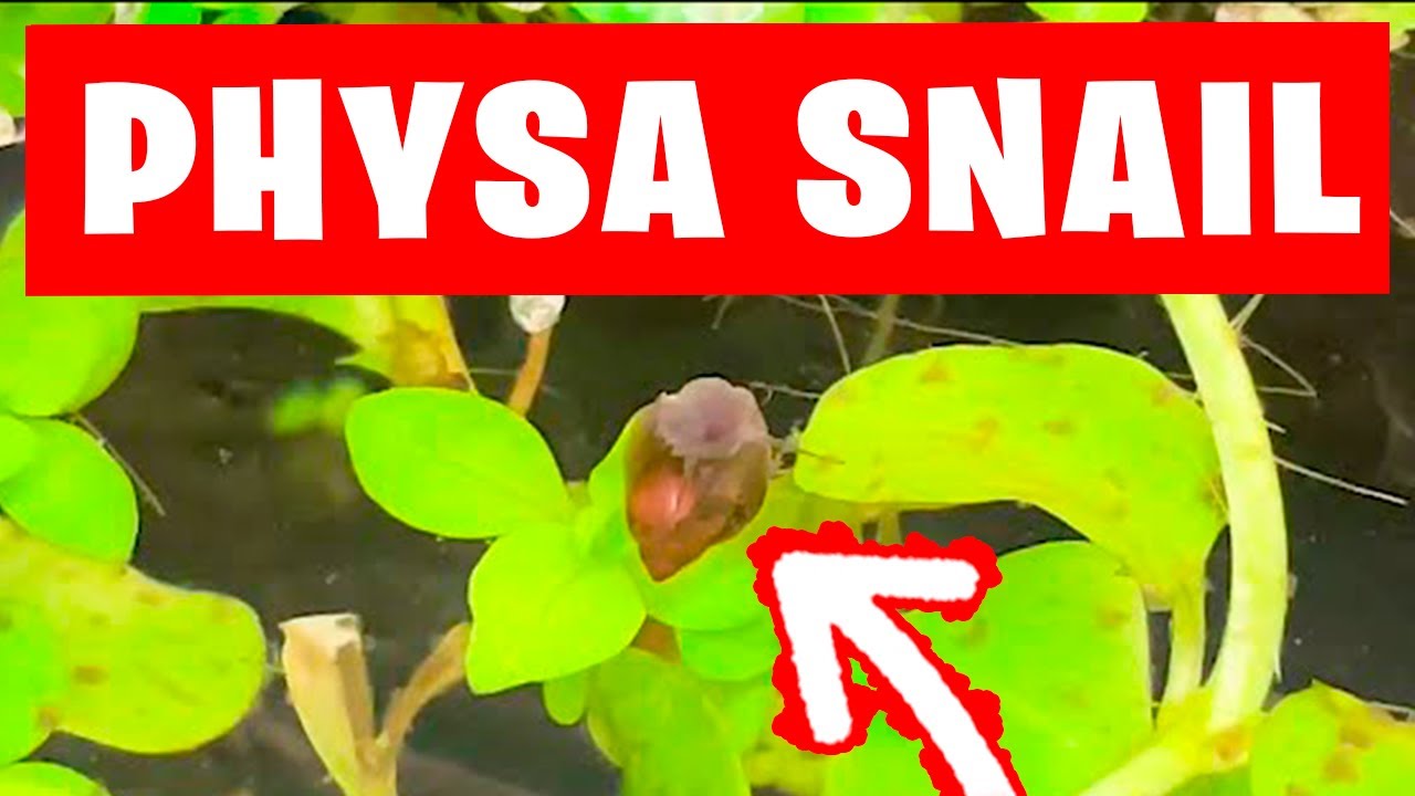MY PHYSA SNAIL IN THE AQUATIC ECOSPHERE - YouTube
