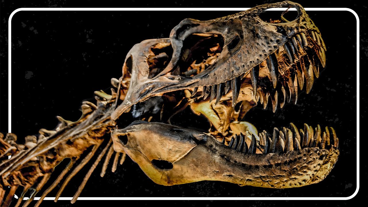 Unique Reptile Evolutions: From Dinosaur To Bird - YouTube