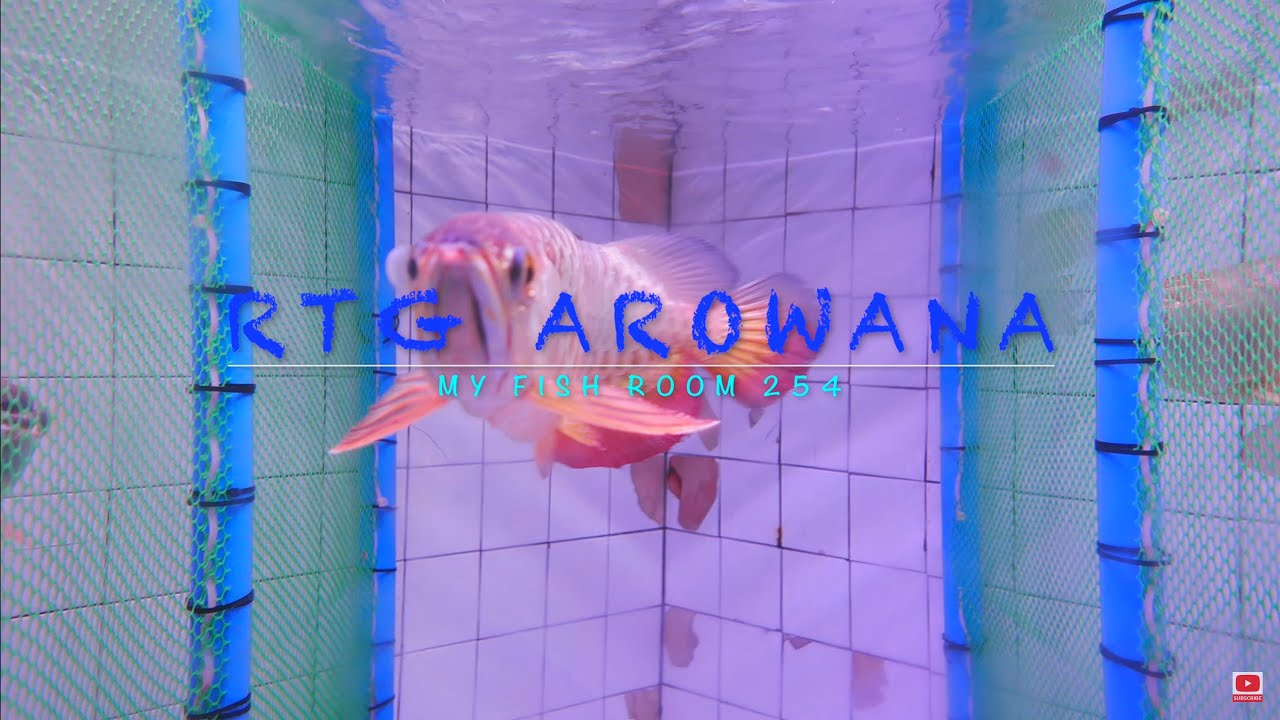 13 years Old RTG (Red tail Golden) Arowana #f254 - YouTube