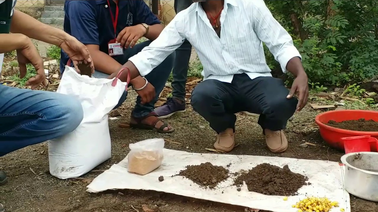 Neem trees from Nimboli, निबोली से निम का पेड - YouTube