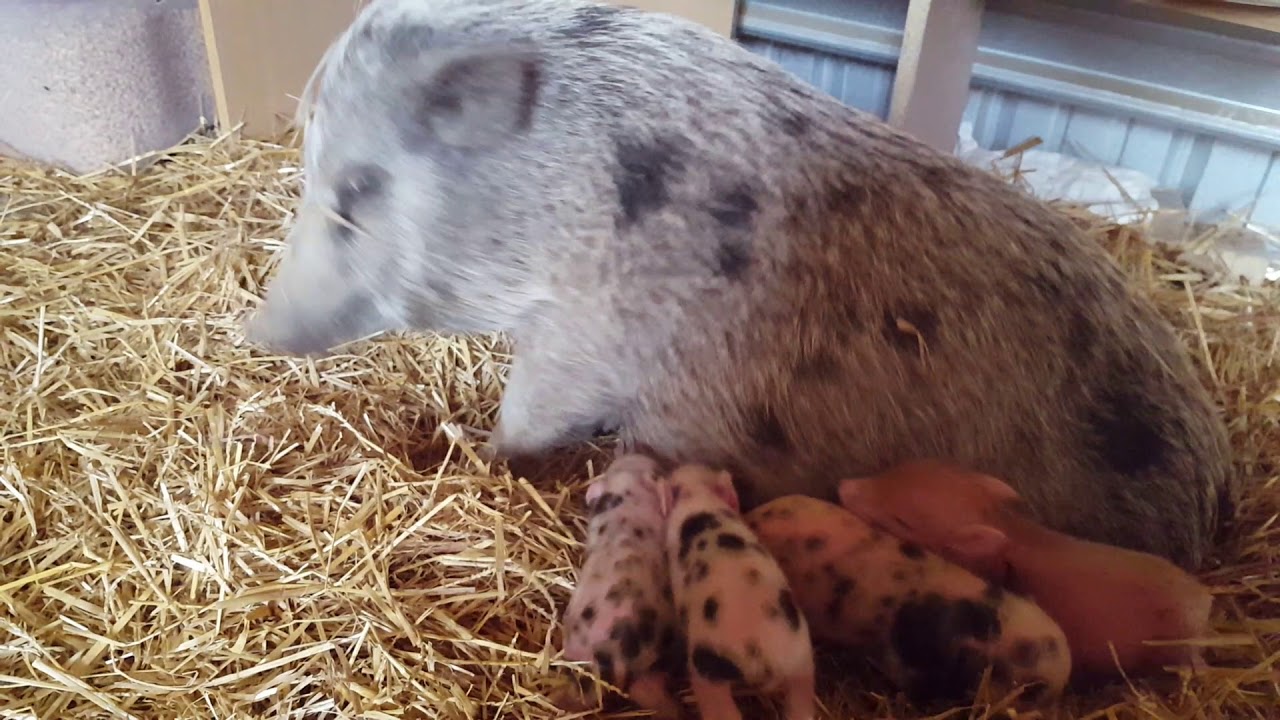 Mini Pig Phoenix and Babies - YouTube