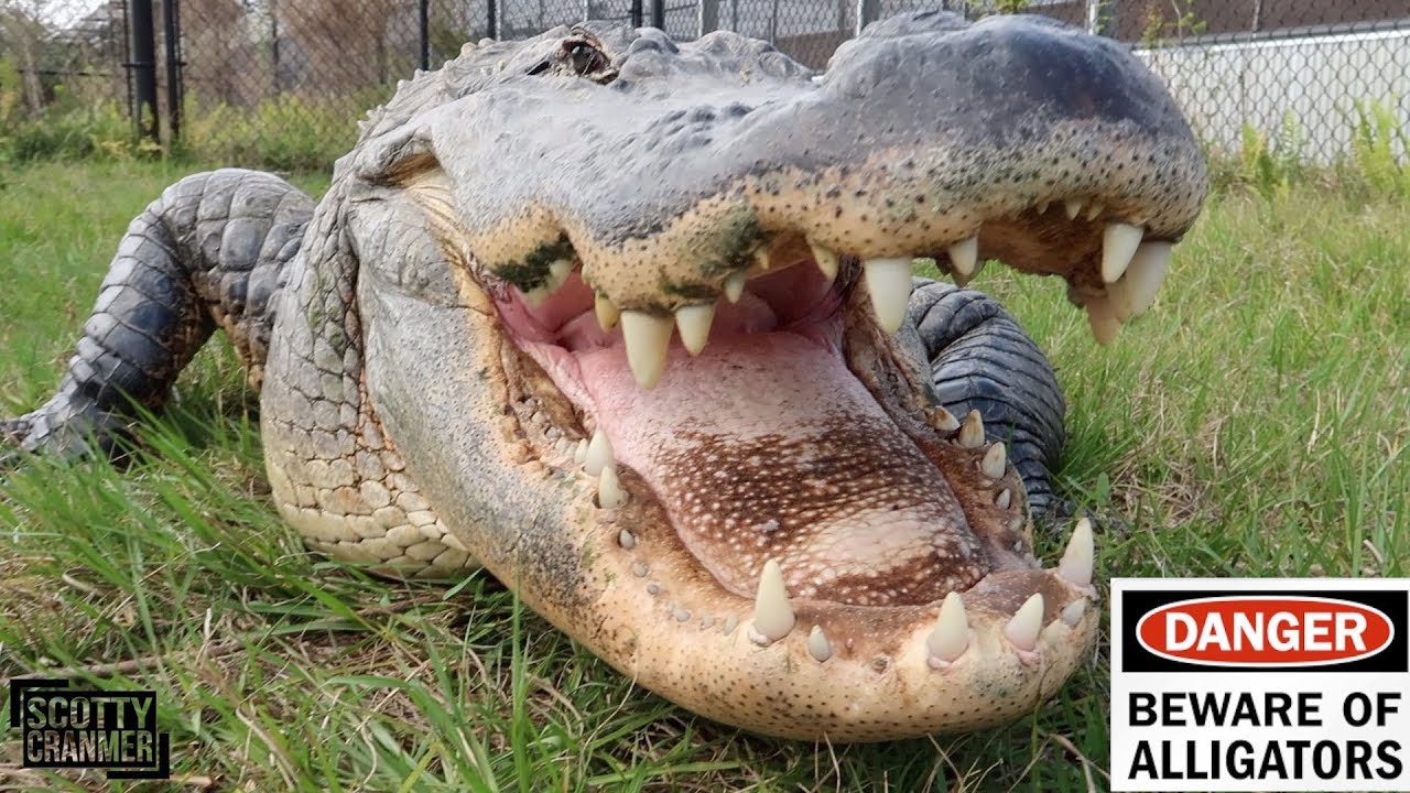 DANGEROUSLY CLOSE TO A 13 FOOT ALLIGATOR! - YouTube