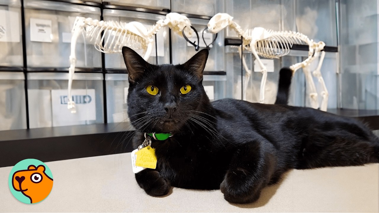 Cat Lives in Bone Museum And Greets Visitors Every Day | Cuddle Buddies ...