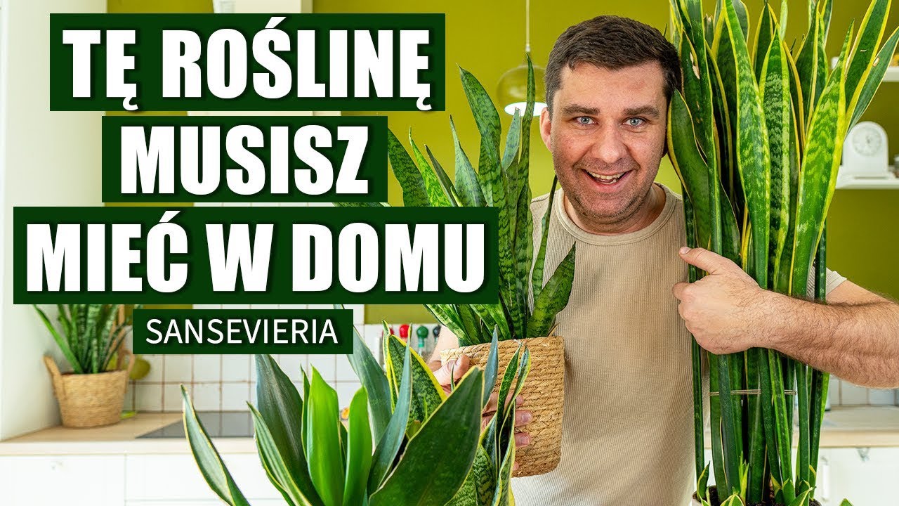 Najlepsza roślina do domu. Sansiewiera prawdziwy skarb, daje tlen i ...