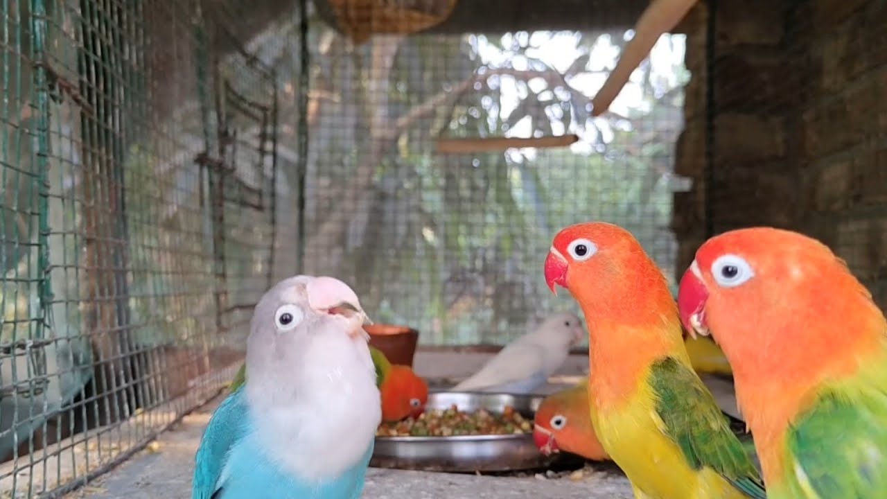lovebirds summer soft food # March to August diet plan for love birds ...