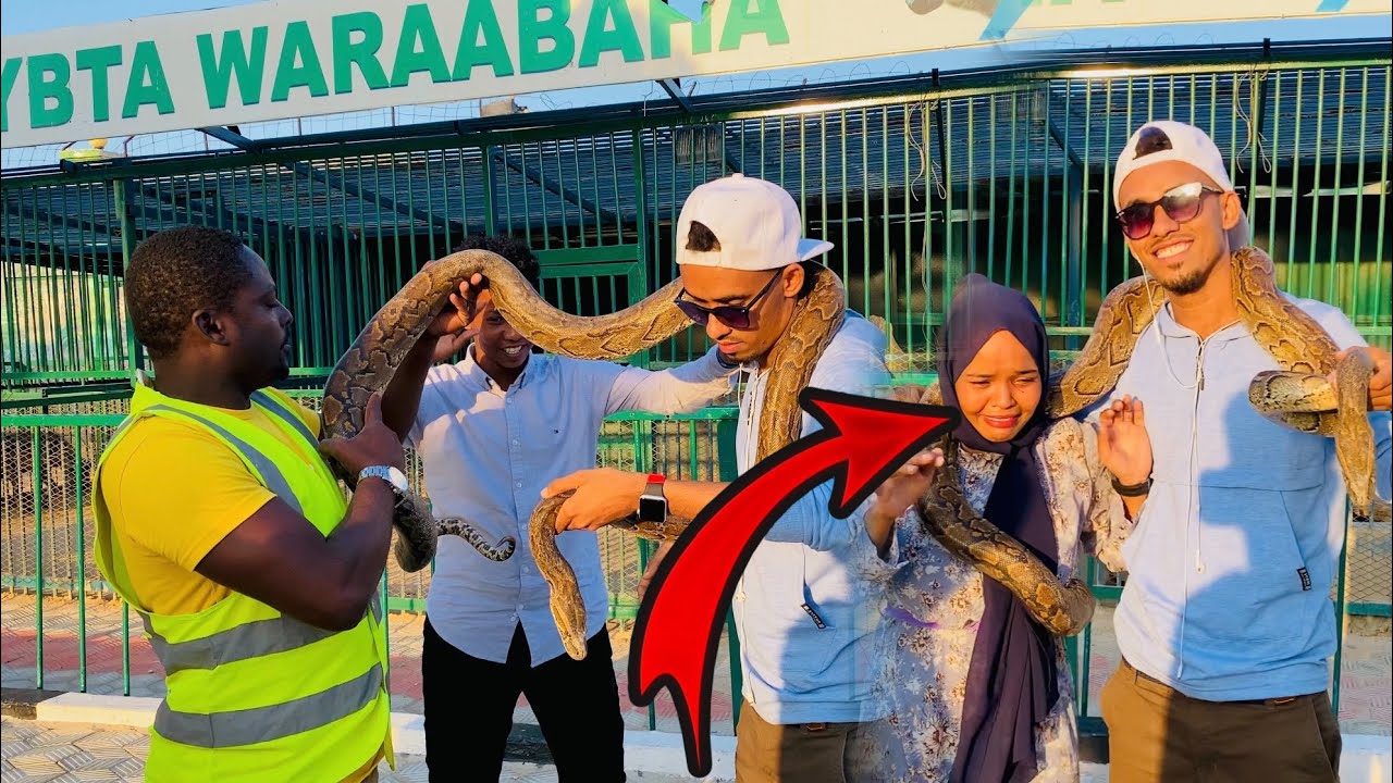 BEERTA DAARUSALAAM AYAAN DALXIIS U AADAY, MAXAAN LASOO KULMAY..!!!🐍😳🙈 ...
