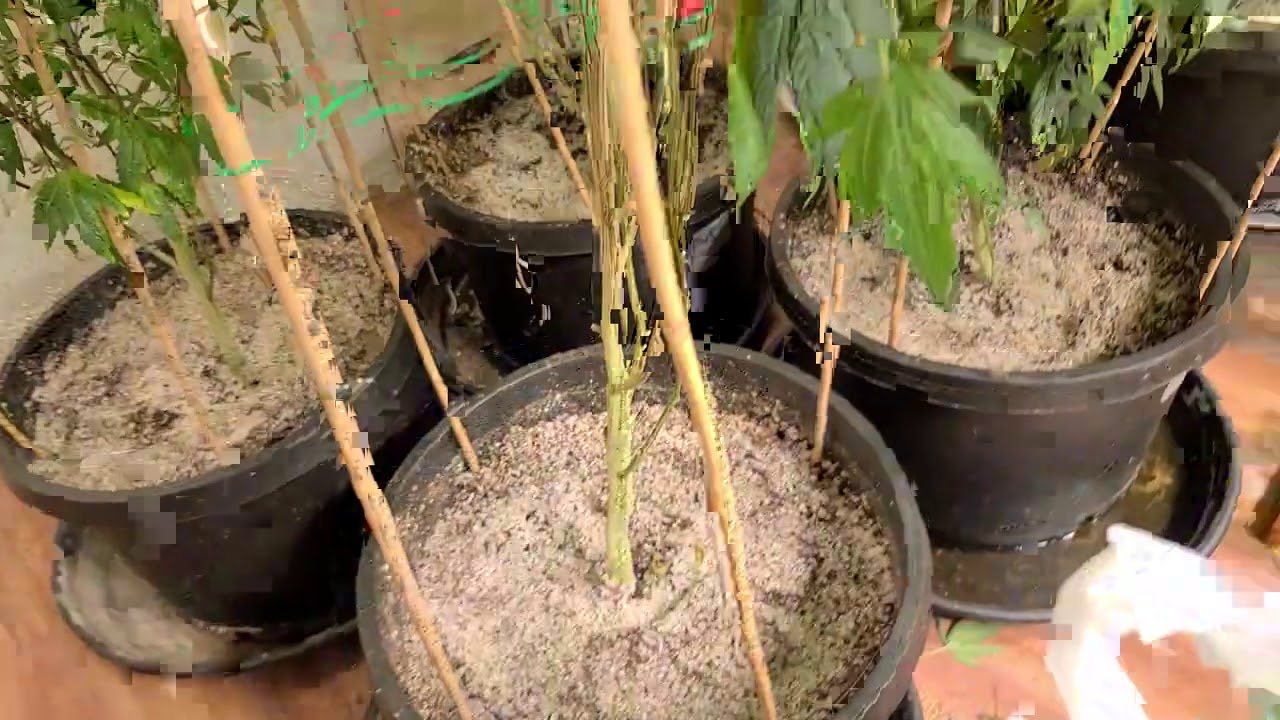 2 WEEKS OF FLOWER UPDATE AND THE REQUIRED MAINTENANCE !! (18+) - YouTube