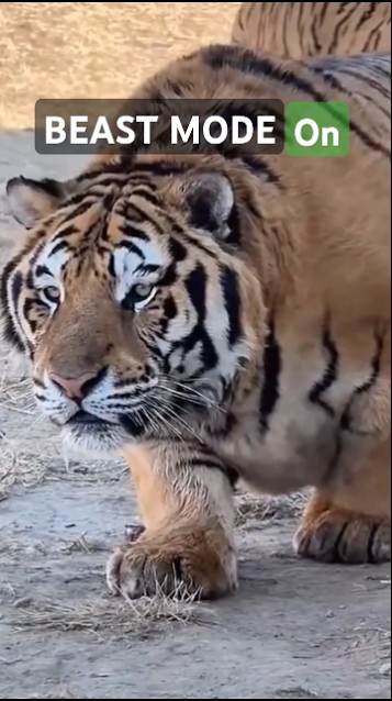 Sneaky BIAO GE #tiger #animals #wildanimals #cute - YouTube