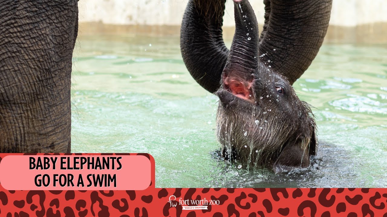 Baby elephants? Swimming? Yes. - YouTube