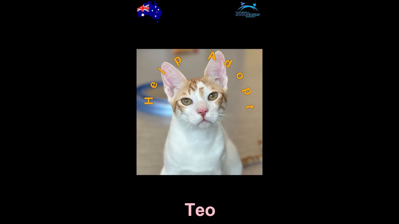 🐾Help adopt Teo! Cat / United States / Port Washington, NY 11050 ...