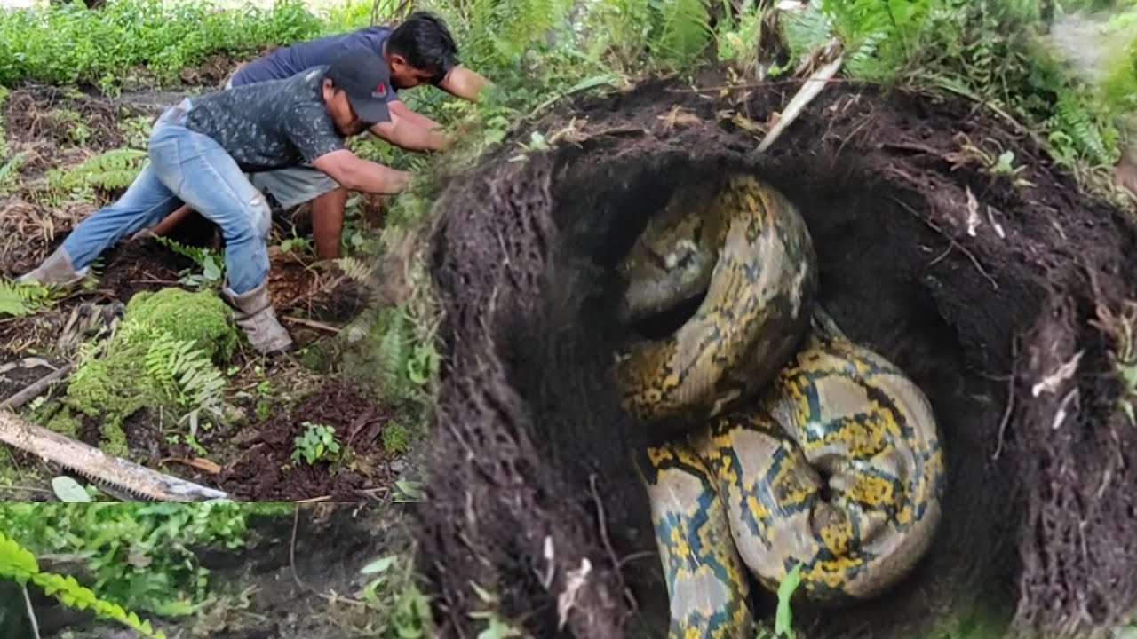 MENEGANGKAN POHON RAKSASA TERBELAH SAAT MUNCULNYA DUA SOSOK MONSTER ...