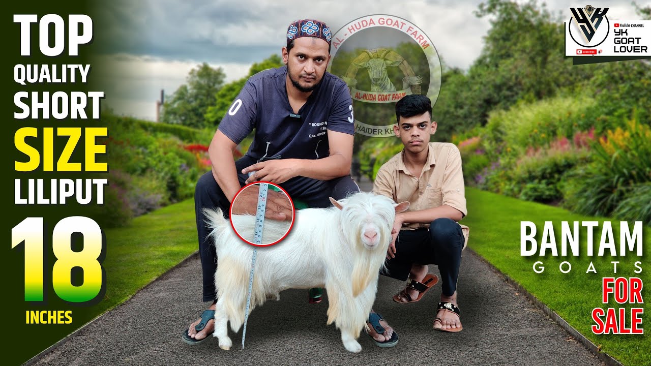 Top Quality Short Size Liliput Bantam Goats Available For Sale at Al ...