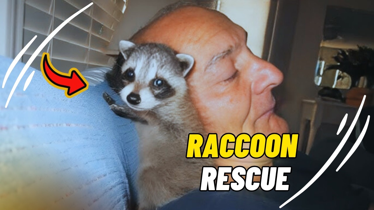 Raccoon Refused To Leave The People Who Saved His Life: A Heartwarming ...