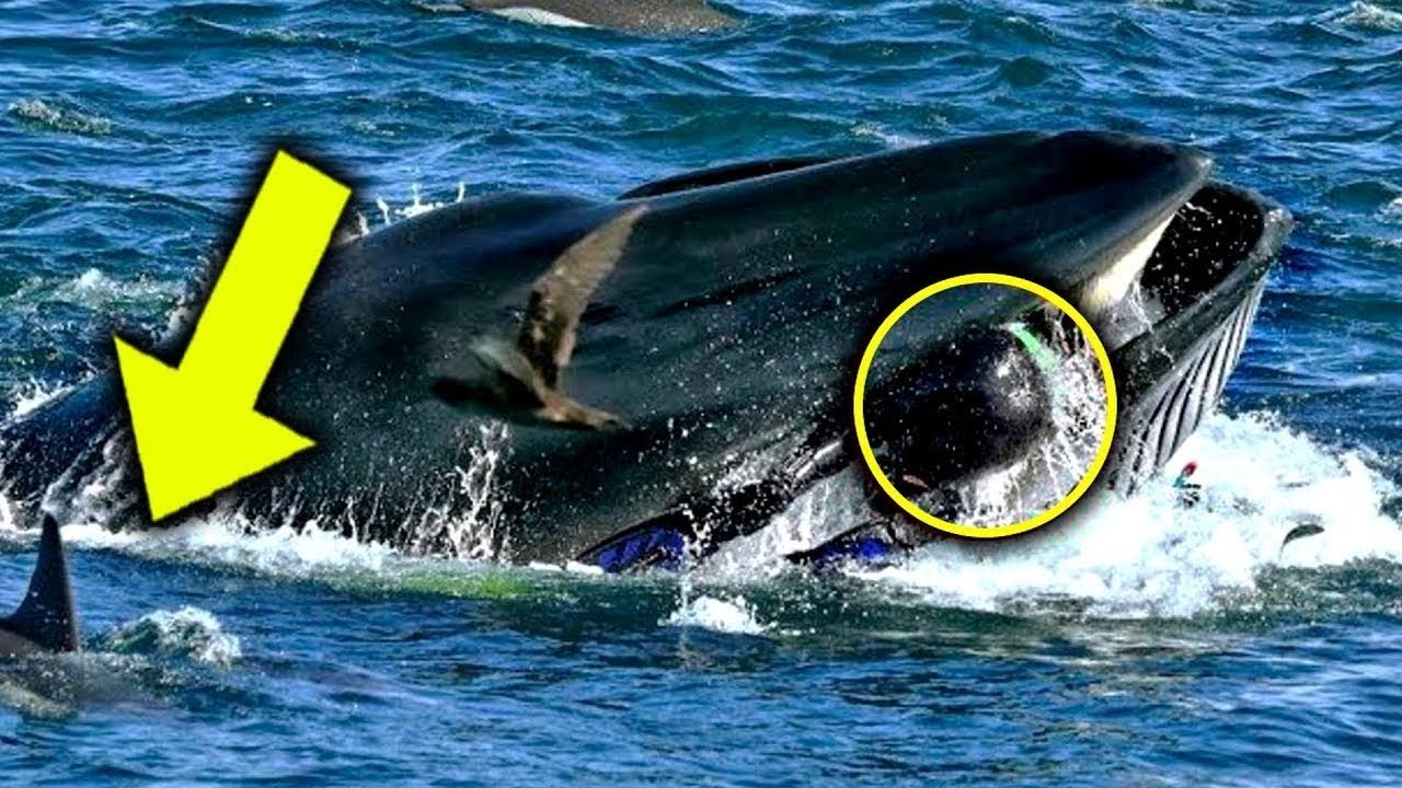 The whale suddenly swallows the driver. After 5 minutes, everyone was ...