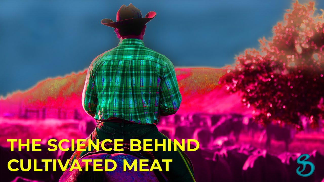 The Science Behind Cultivated Meat - YouTube
