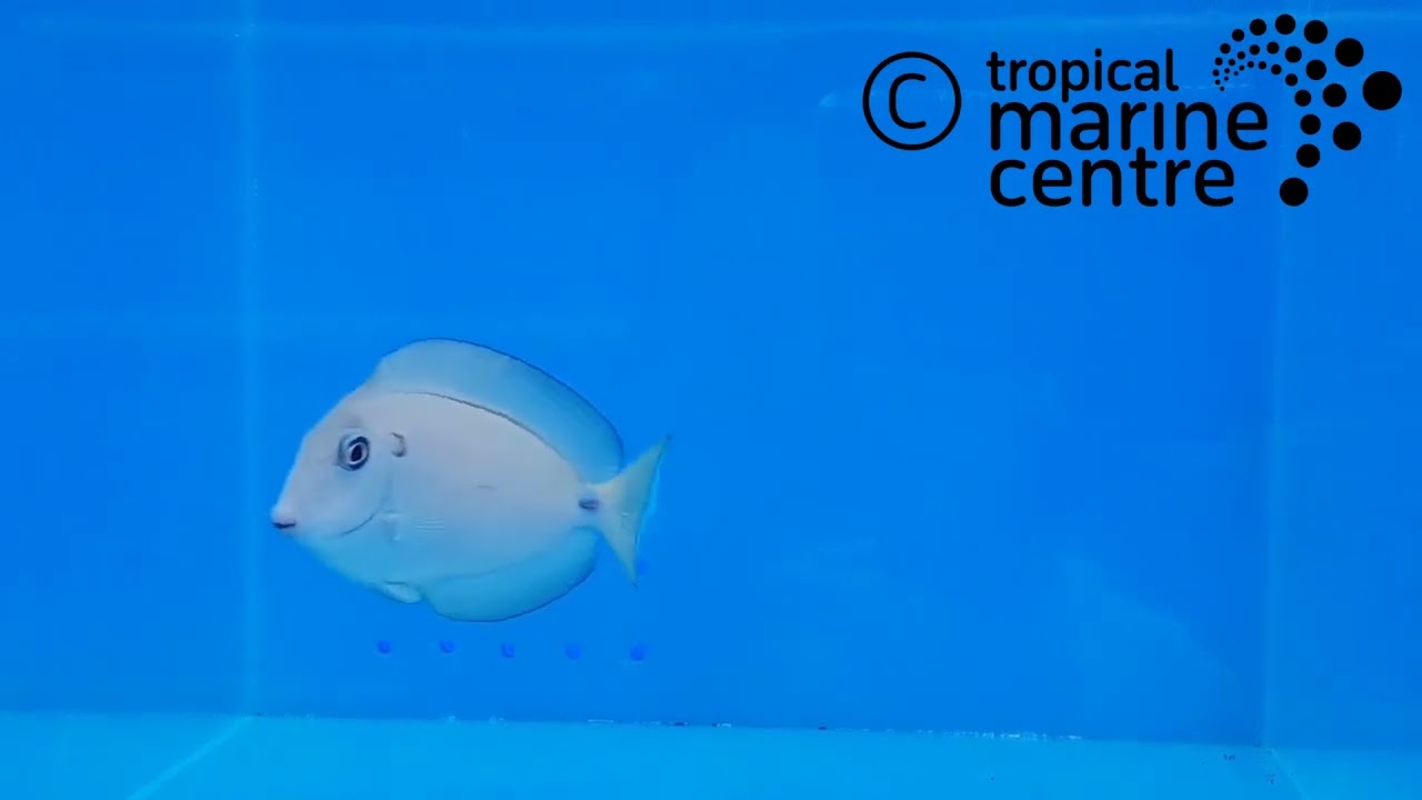 Vampire Tang, Acanthus tennenti - YouTube