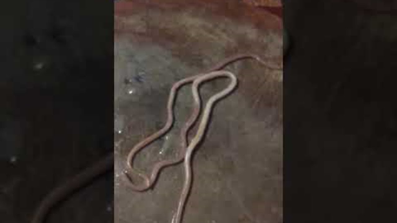 Giant Worm Pulled From Pig Intestine || ViralHog - YouTube