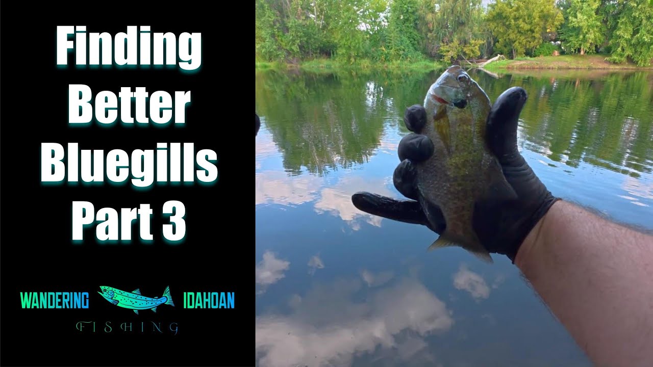 Finding Some Better Bluegills, Part 3 - YouTube