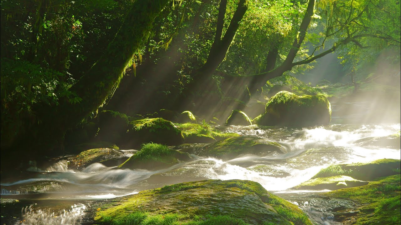 Beautiful Streams and Relaxing Piano Music heal Stress and Anxiety ...