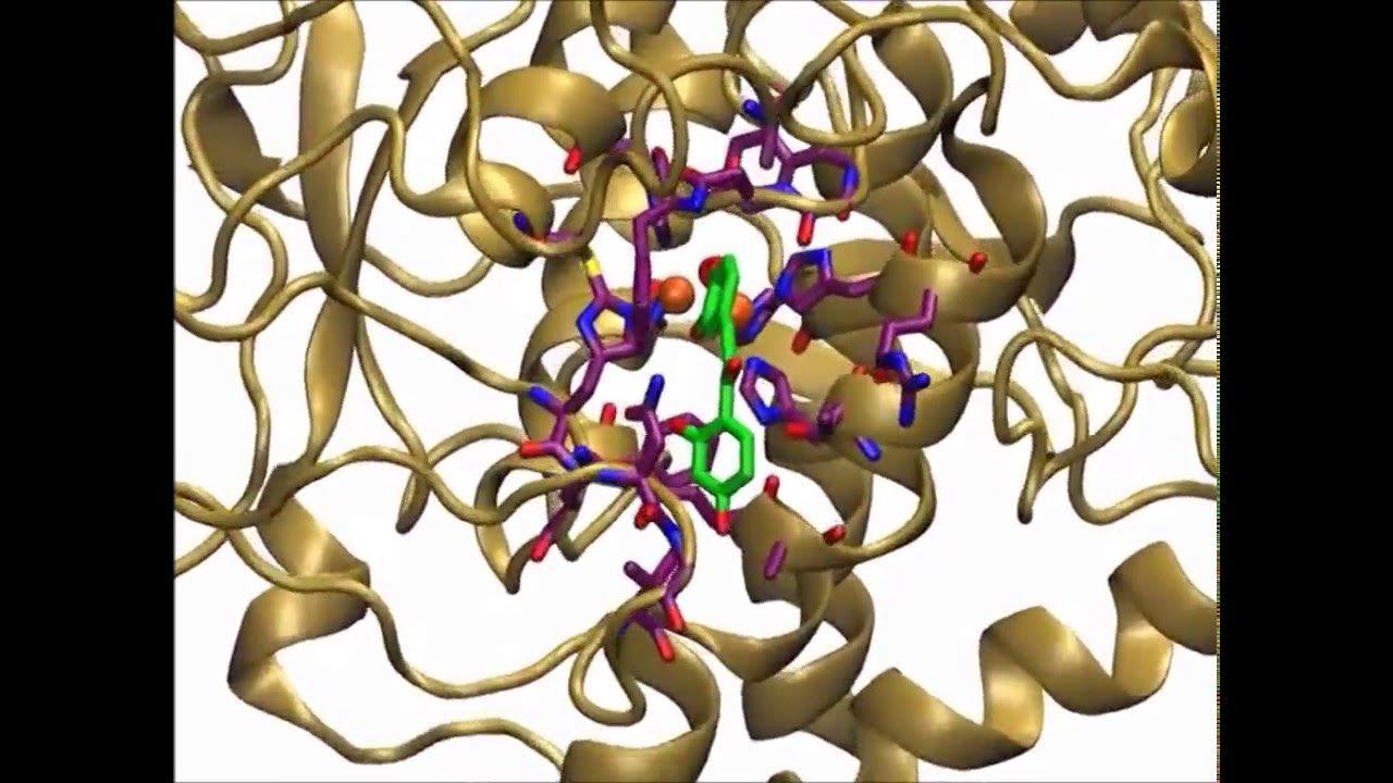 Aurone synthase is a catechol oxidase with hydroxylase activity and provides insights - YouTube