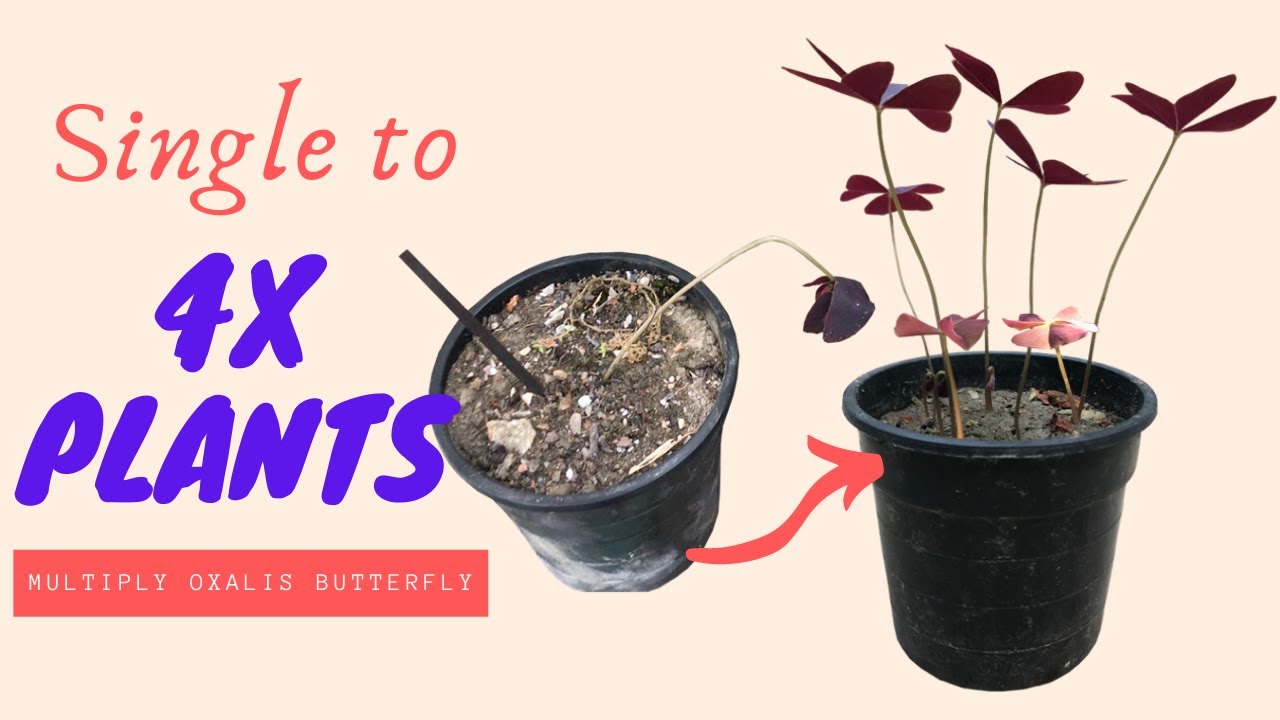 Trick On Multiply Oxalis Triangularis From Bulbs Make Butterfly Plants ...