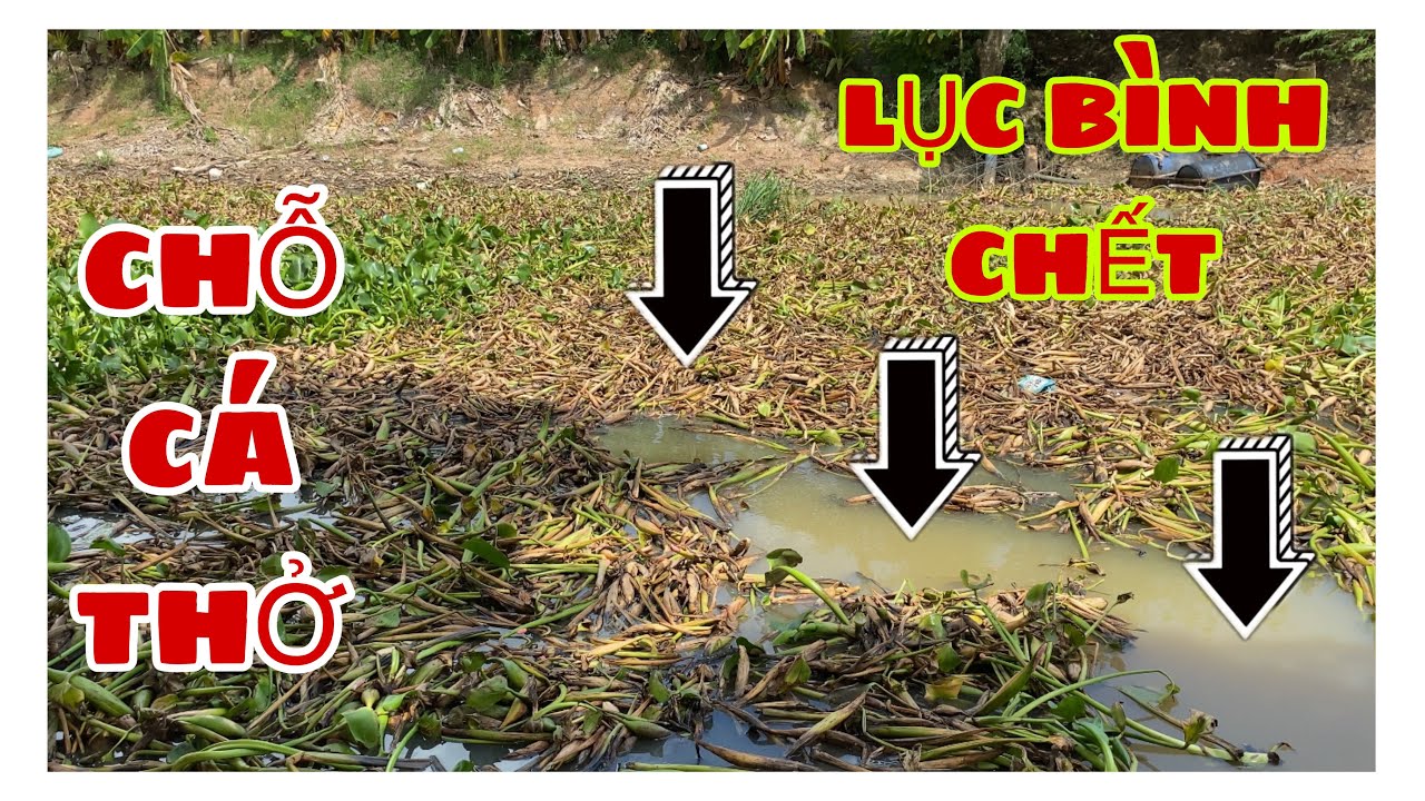 Câu NHẤP, Câu NHÓNG CÁ RÔ ĐỒNG. Địa Thế Con Kênh Lục Bình Chết || Thả ...