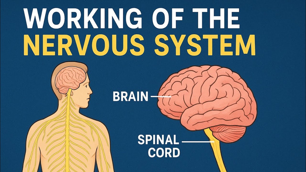 Human Nervous System working Explained | Easy Science for Students ...