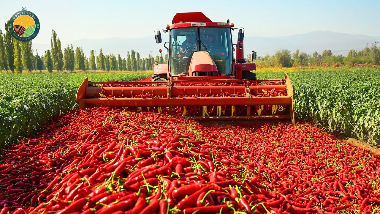 How Farmers Harvest Tons of Red Chili Peppers by Machine: Chili Powder Process | Farming ...