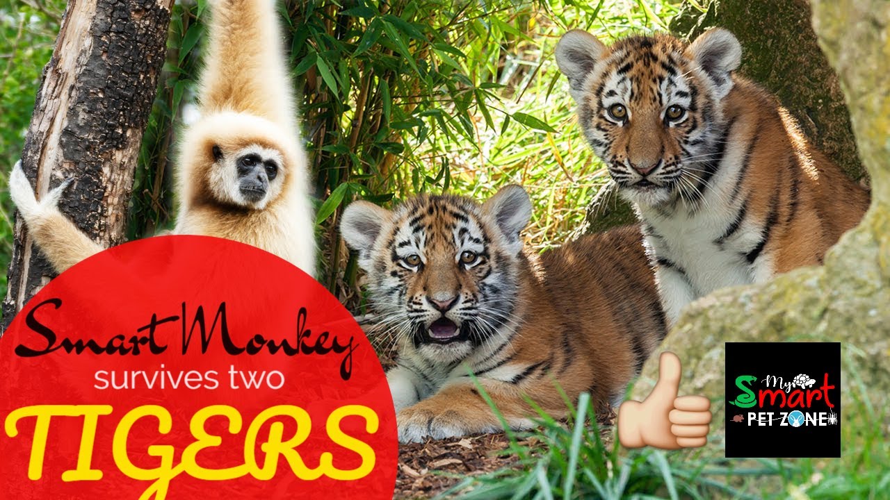 Smart Monkey Survives Two Tigers - YouTube