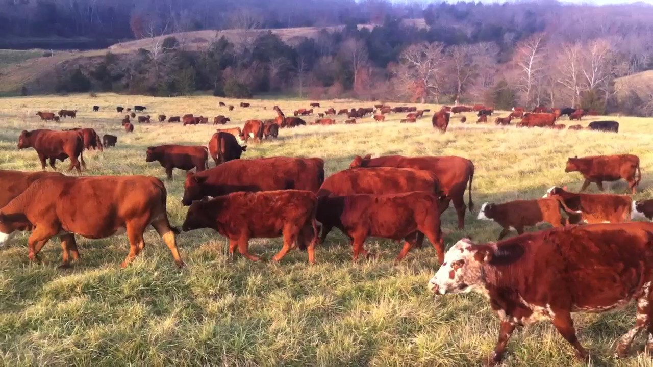 Greg Judy Moving Cows - YouTube