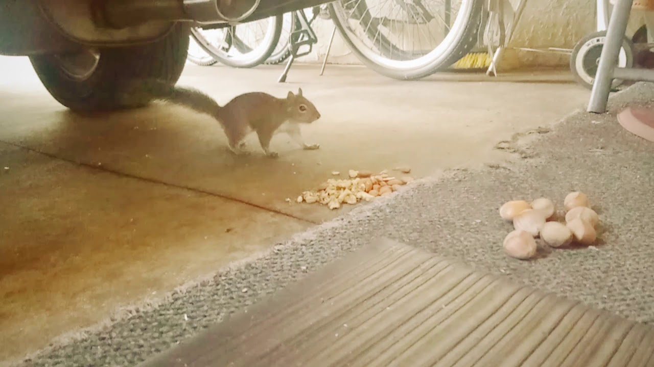 Saturday Squirrels and I - YouTube