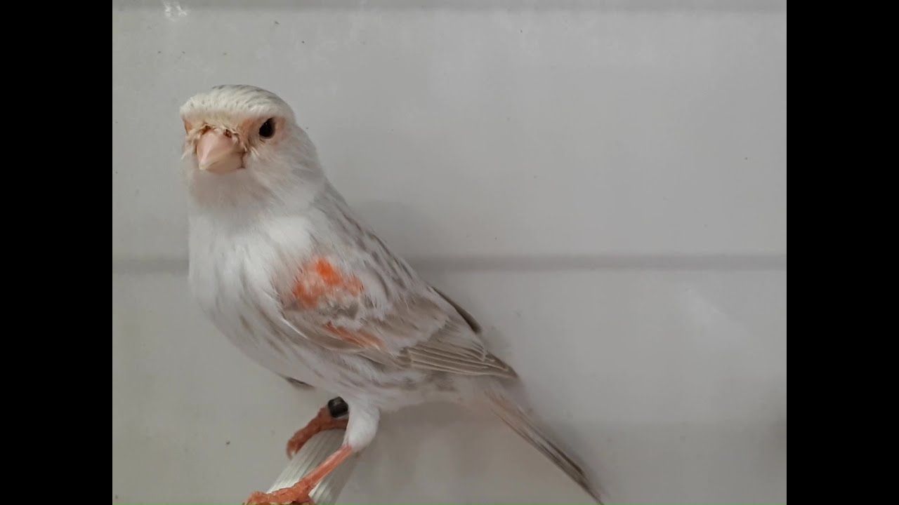 CANARI ISABELLE MOSAIQUE ROUGE FEMELLE CHAMPION - RED MOSAIC ISABEL ...