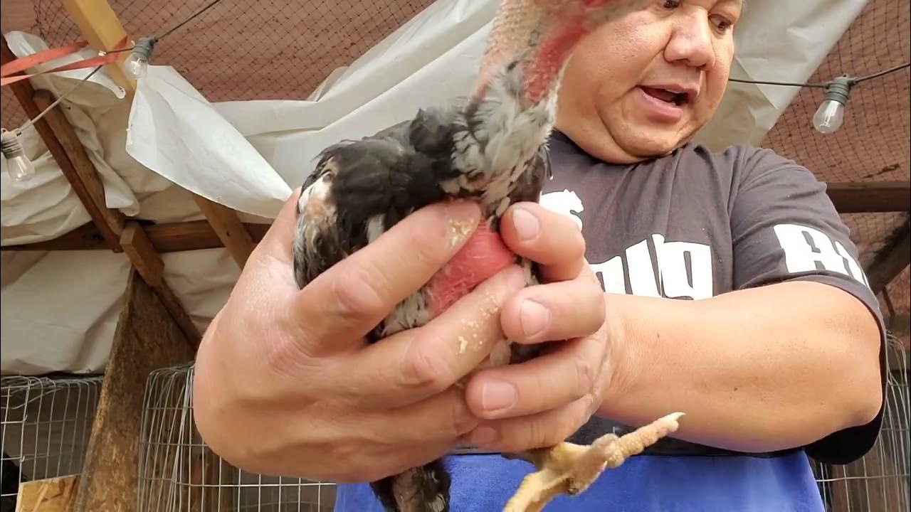 up date kuv cov qaib pb dua - YouTube