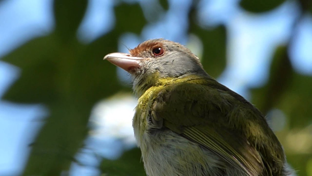 Juan Chiviro ( Cyclarhis gujanensis) - YouTube