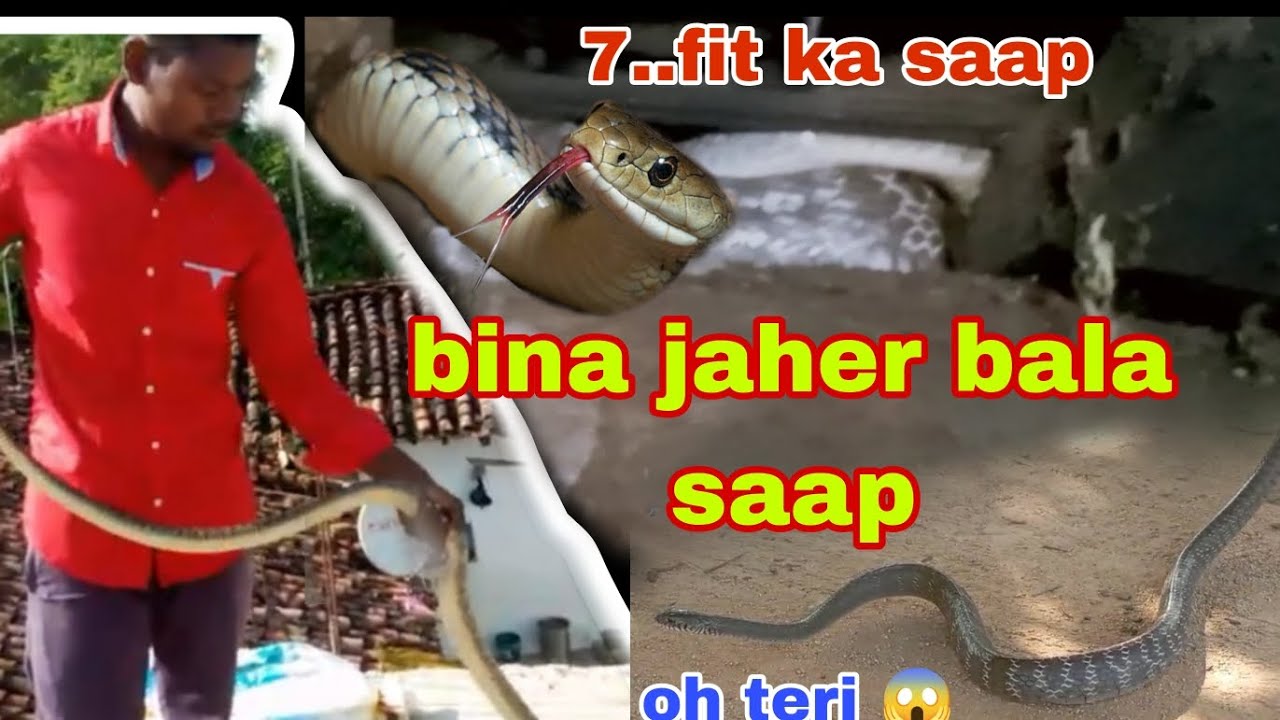 bina jaher bala saap hai aapke jankari ke liye kounsa saap hai dhaman ...